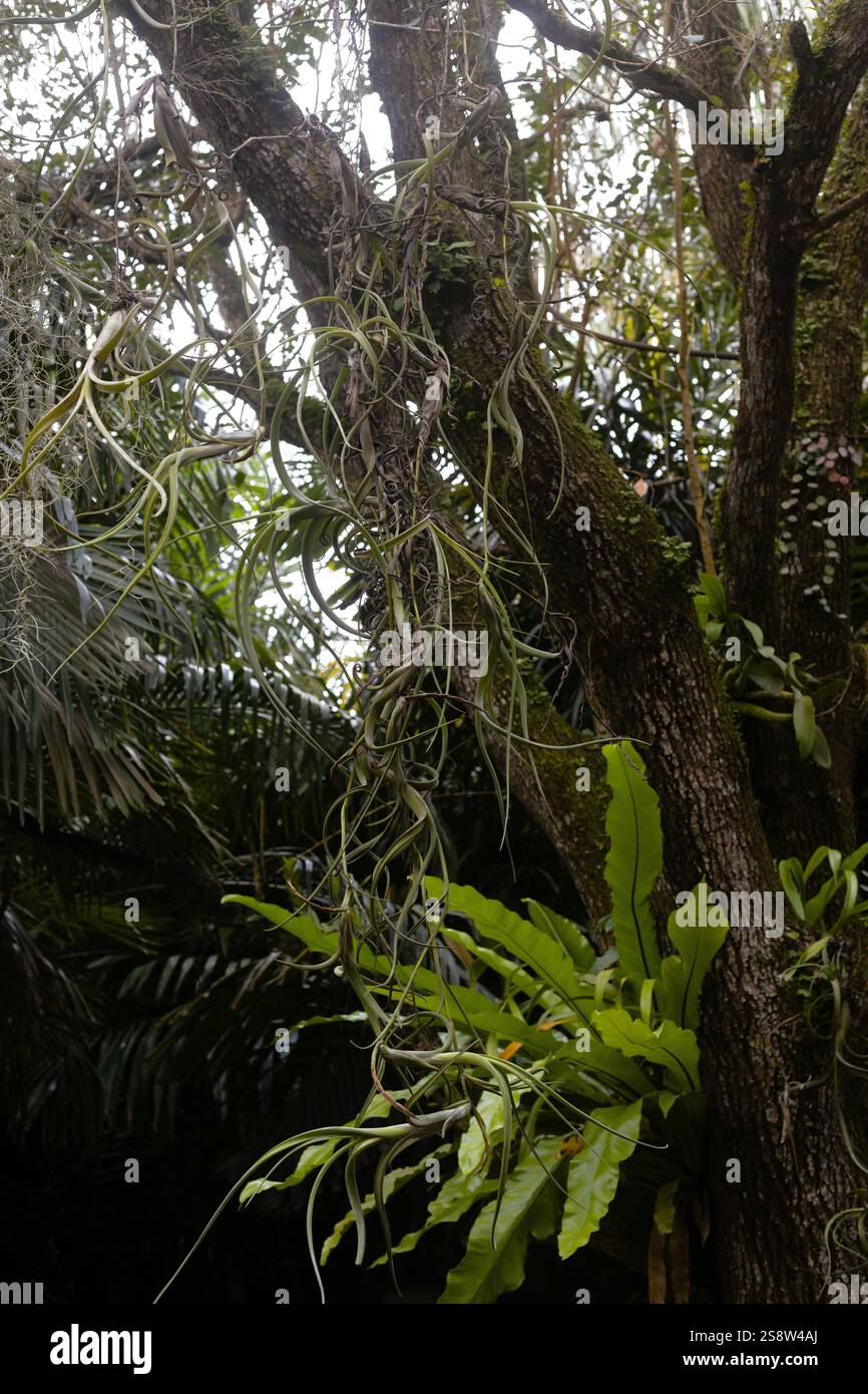 Air fern florida tree hi-res stock photography and images - Alamy