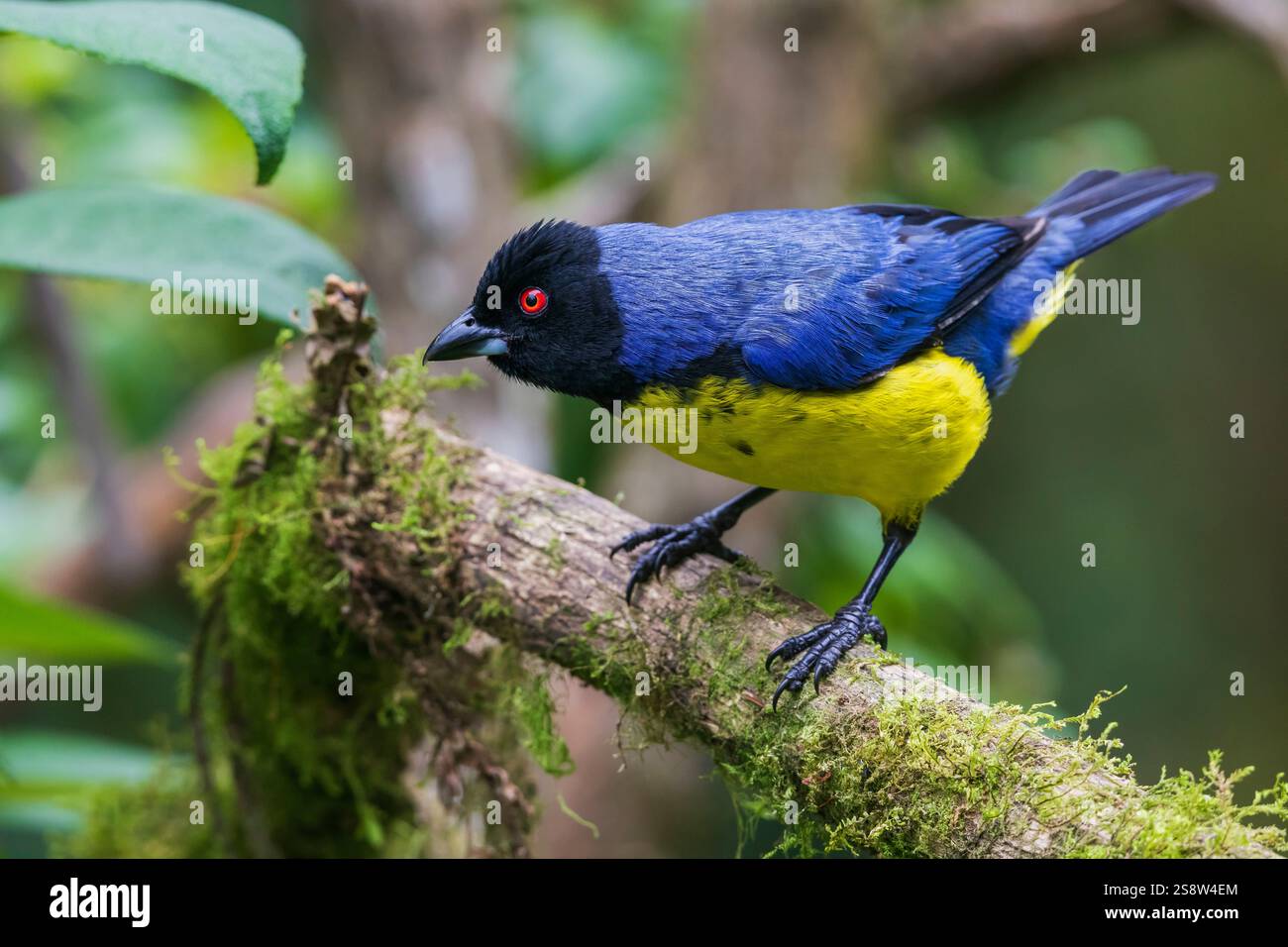 Hooded mountain tanager, cloud forest of Ecuador, South America Stock ...