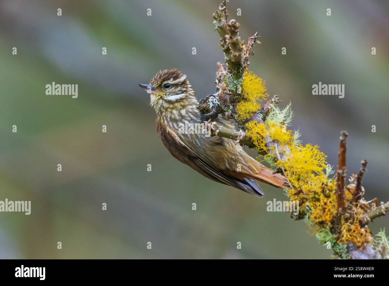 Streaked xenops foraging for insects in the forest of Northern Peru ...
