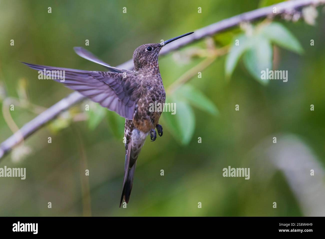 Giant hummingbird in flight near Machu Pichu, Peru Stock Photo - Alamy