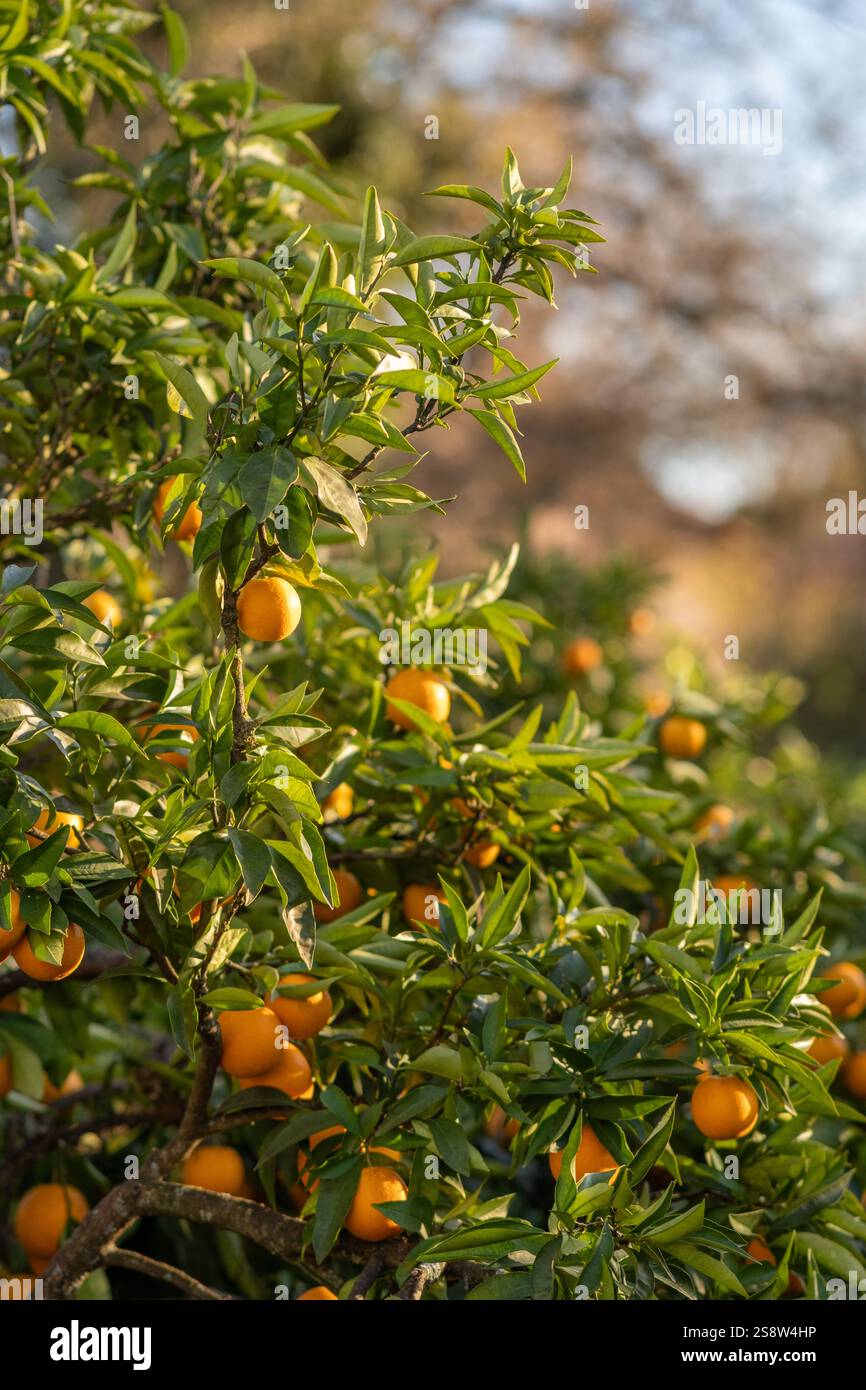 Orange tree garden with ripe fruits at sunset, harvesting Stock Photo ...