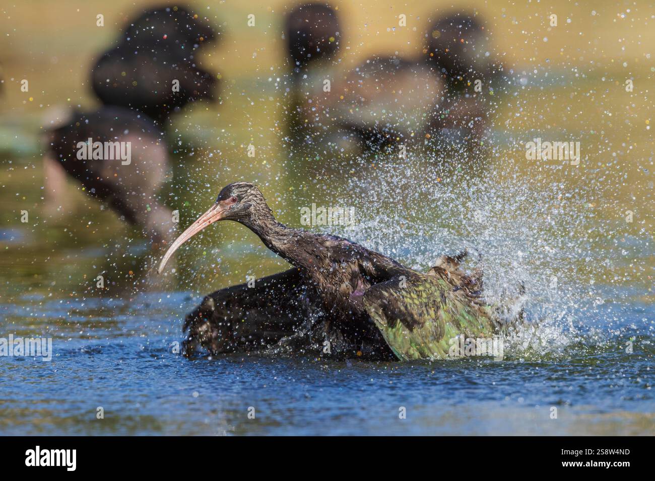 Puna Ibis taking a bath, wetlands in central Peru Stock Photo - Alamy