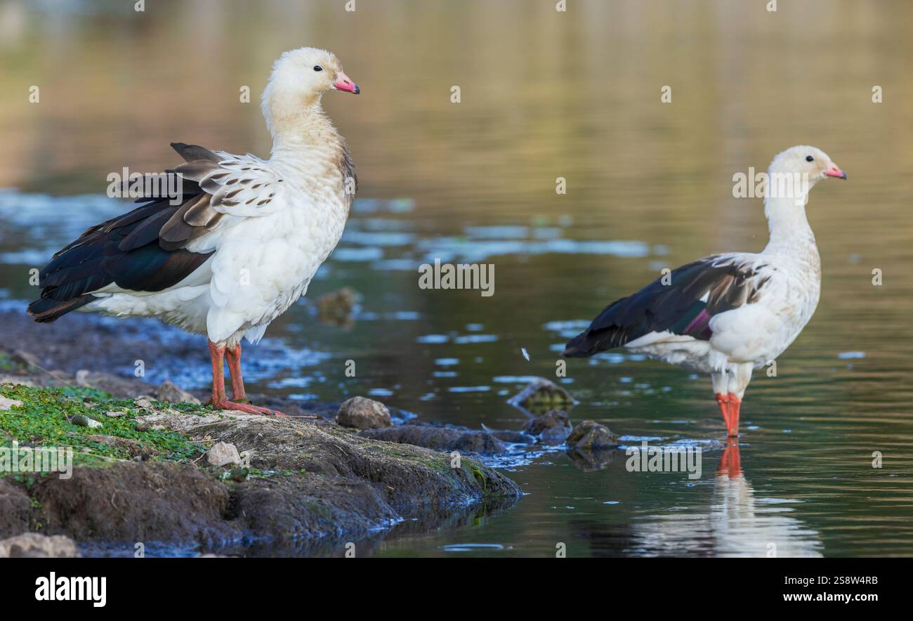 Andean goose pair prepares to go for a swim in the wetlands of central ...