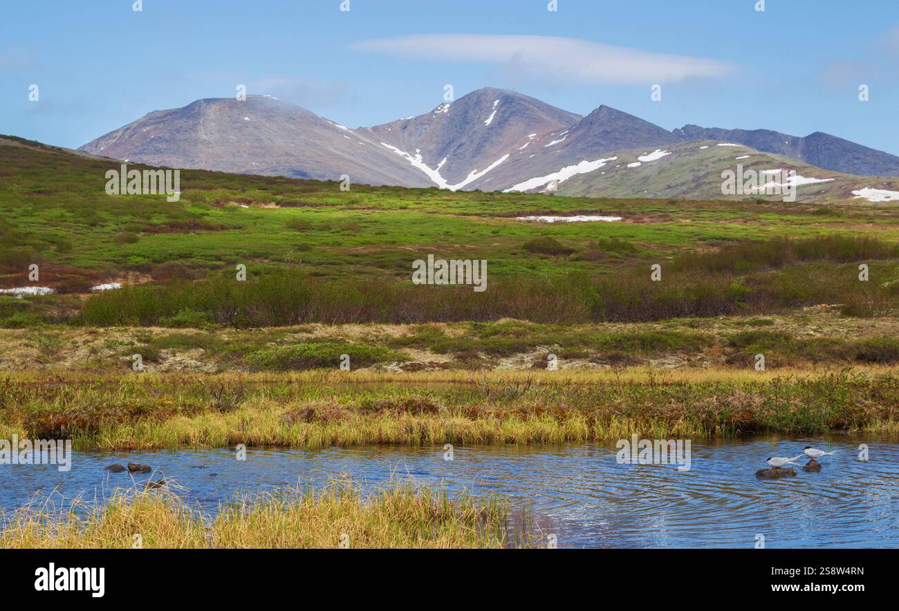 Arctic landscape with a pair of Arctic terns, Alaska, USA Stock Photo ...