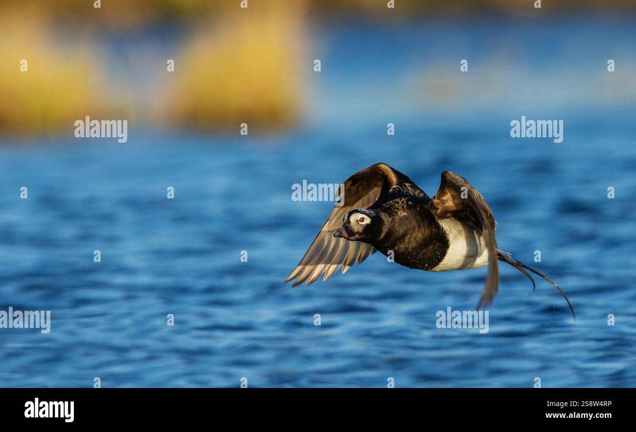Long-tailed duck, drake in flight, Alaska, USA Stock Photo - Alamy