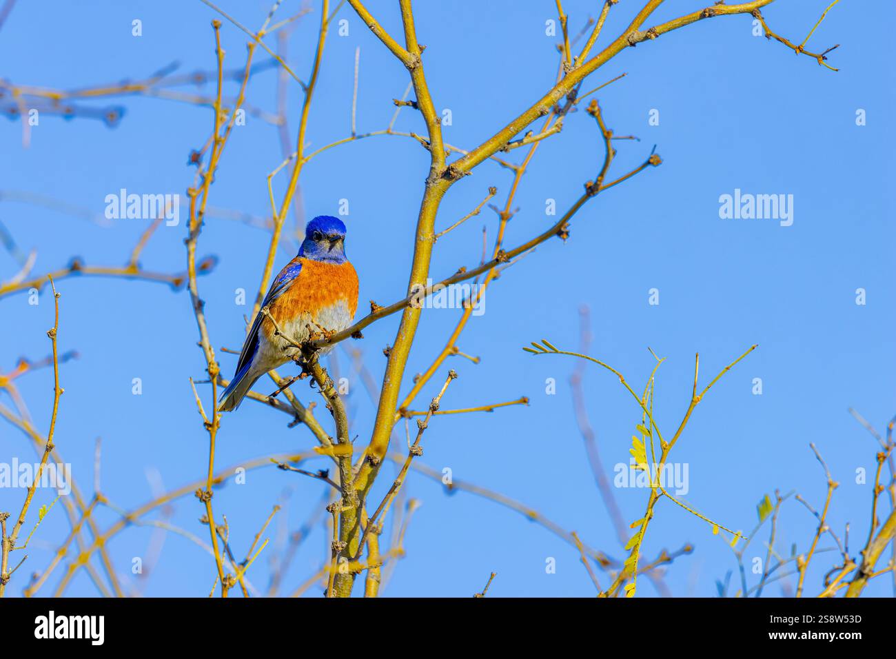 USA, Arizona, Tucson. Male western bluebird in tree Stock Photo - Alamy