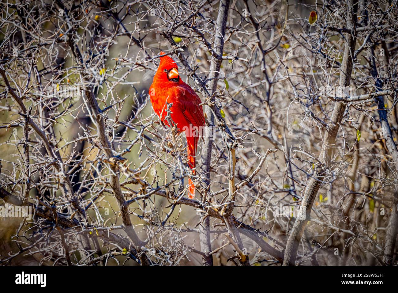 USA, Arizona, Tucson. Male northern cardinal in tree Stock Photo - Alamy