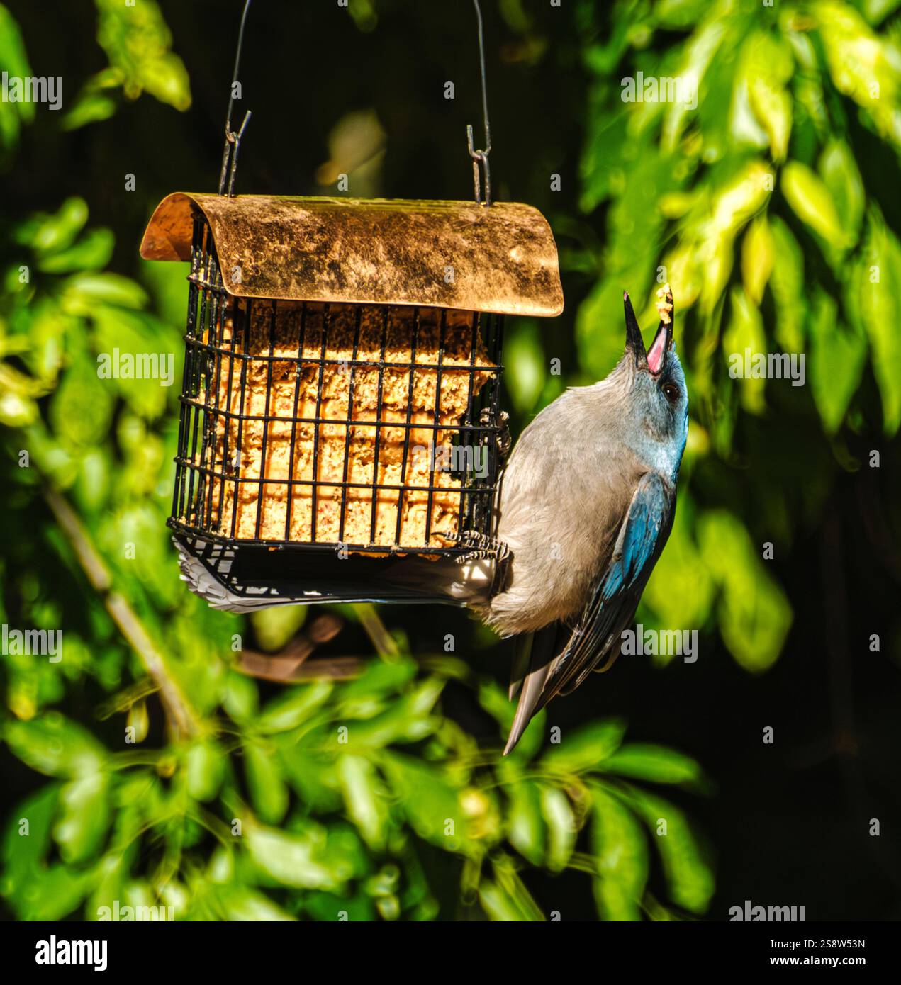USA, Arizona. Pinion Jay Stock Photo - Alamy