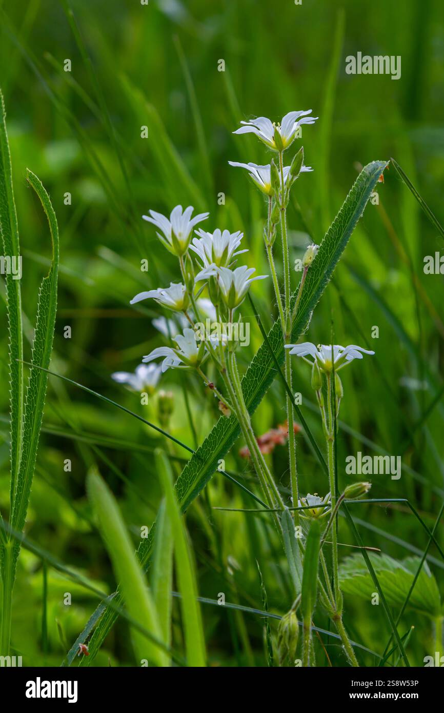 White little wild flowers low hi-res stock photography and images - Alamy