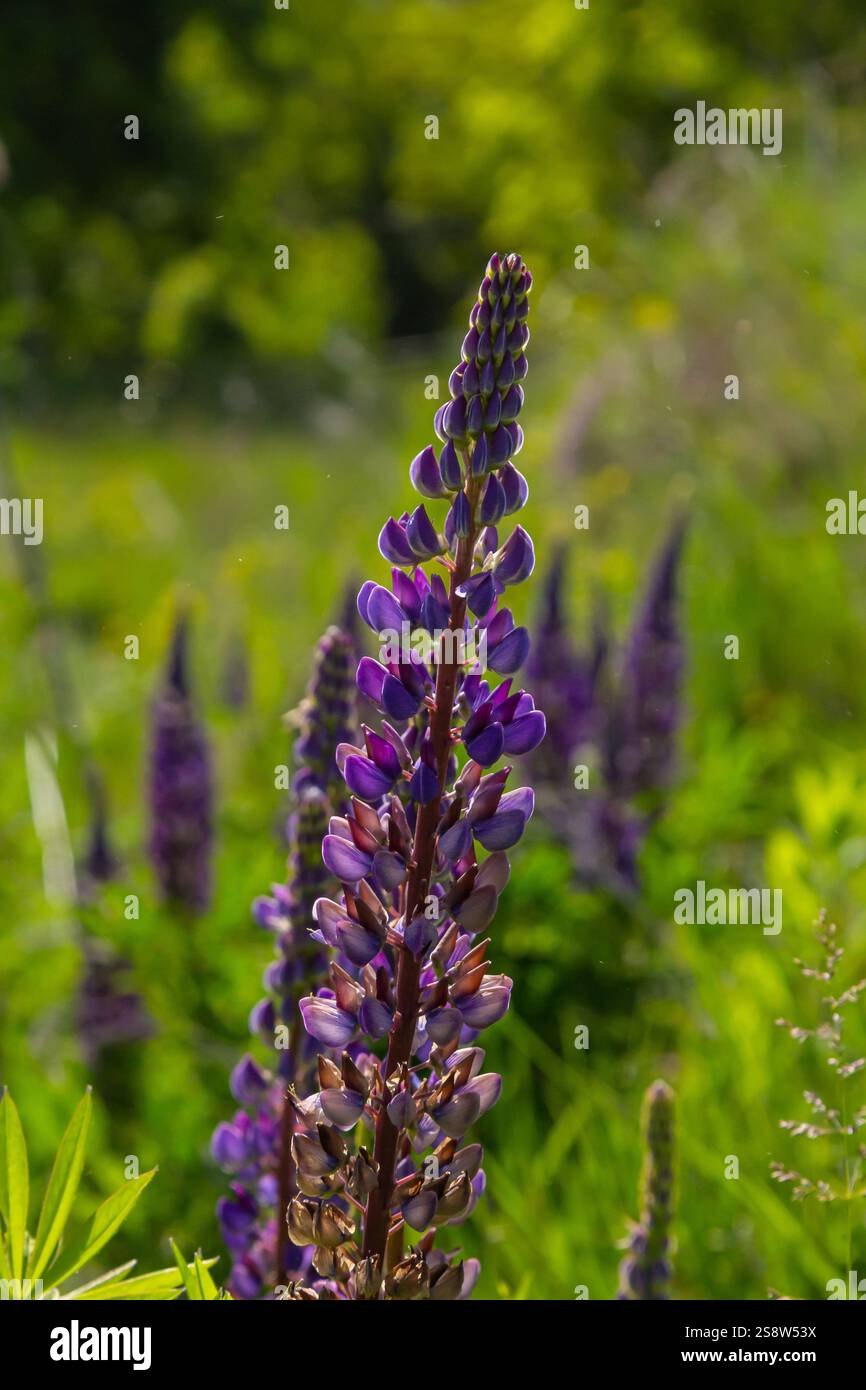 Field blooming lupine flowers lupinus hi-res stock photography and images - Alamy