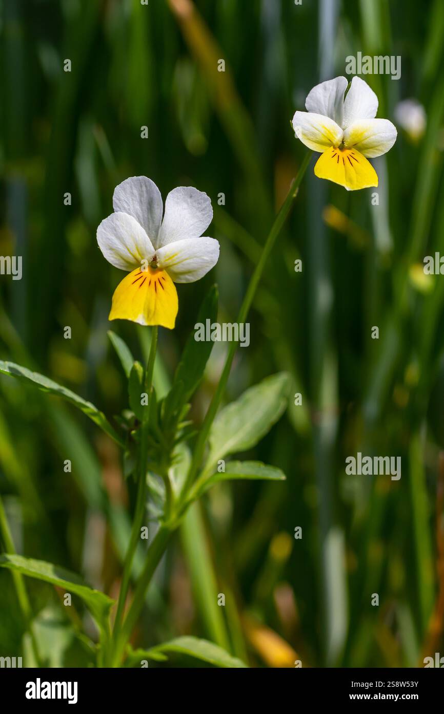 Viola arvensis is a species of violet known by the common name field ...