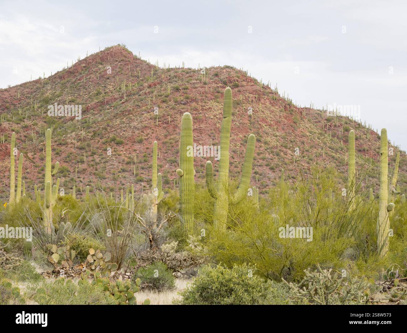 Arizona, Coronado National Forest. Saguaro cactus forest desert scene Stock Photo - Alamy