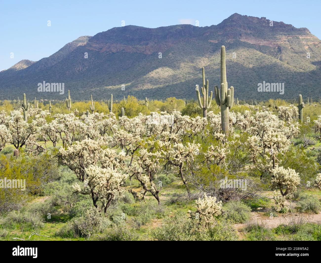 Arizona, Sonoran Desert, Tonto National Forest. Chain fruit cholla ...