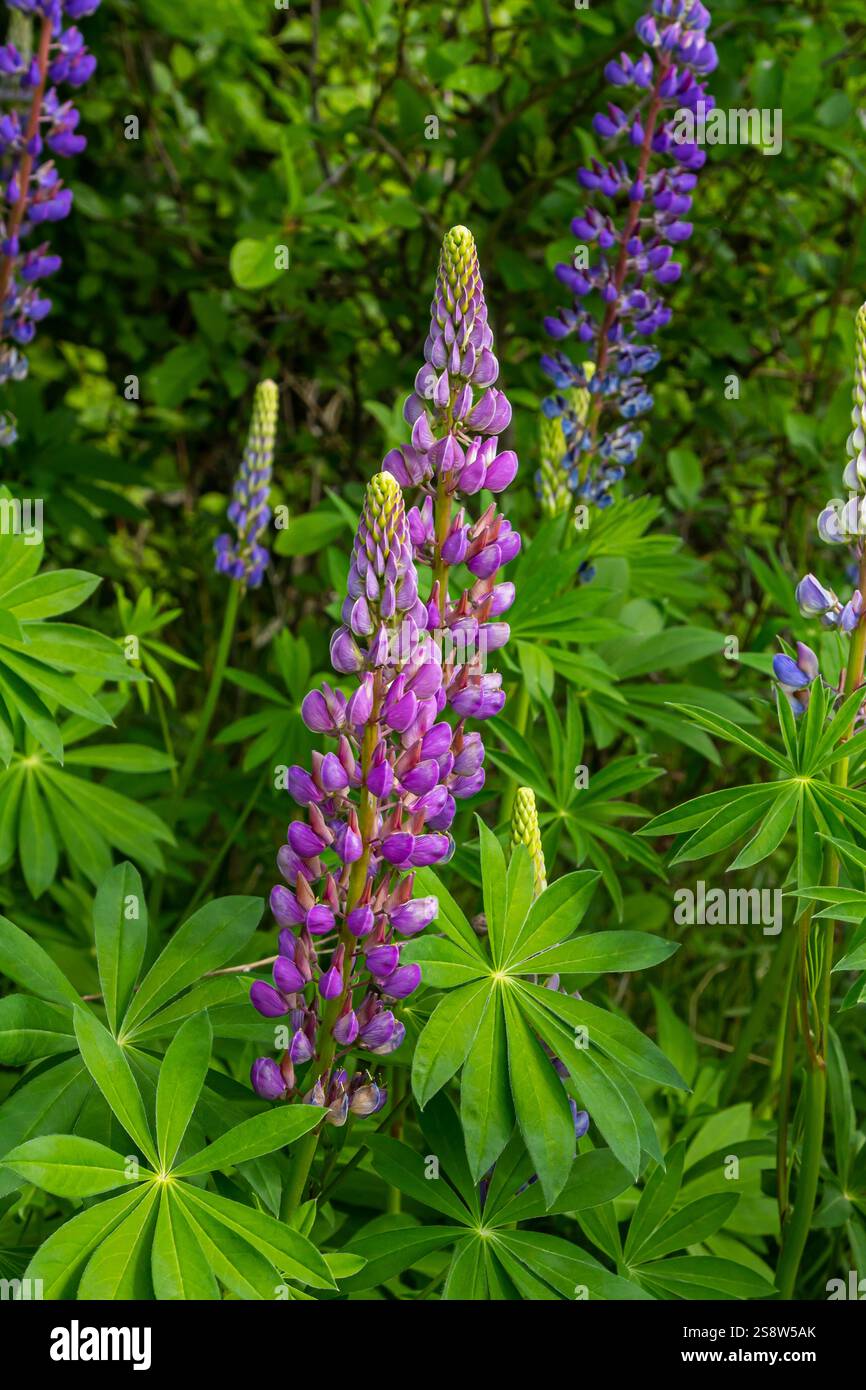 Field blooming lupine flowers lupinus hi-res stock photography and images - Alamy