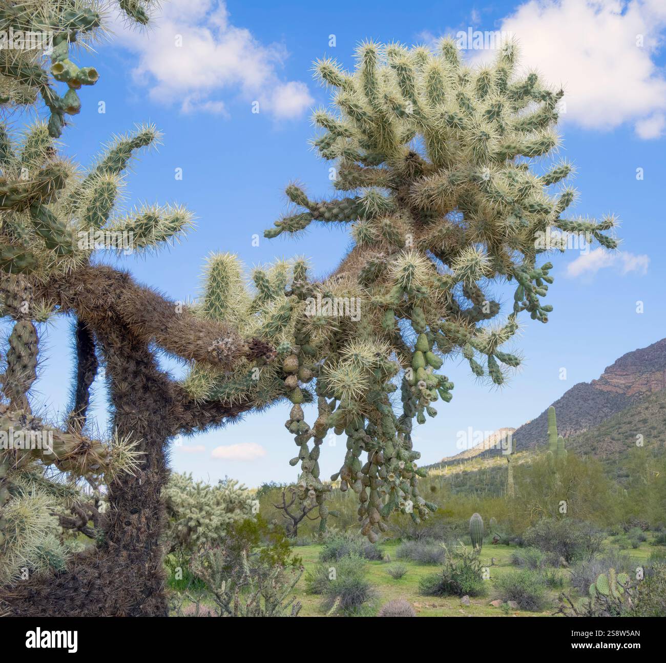 Arizona, Sonoran Desert, Tonto National Forest. Chain fruit cholla ...
