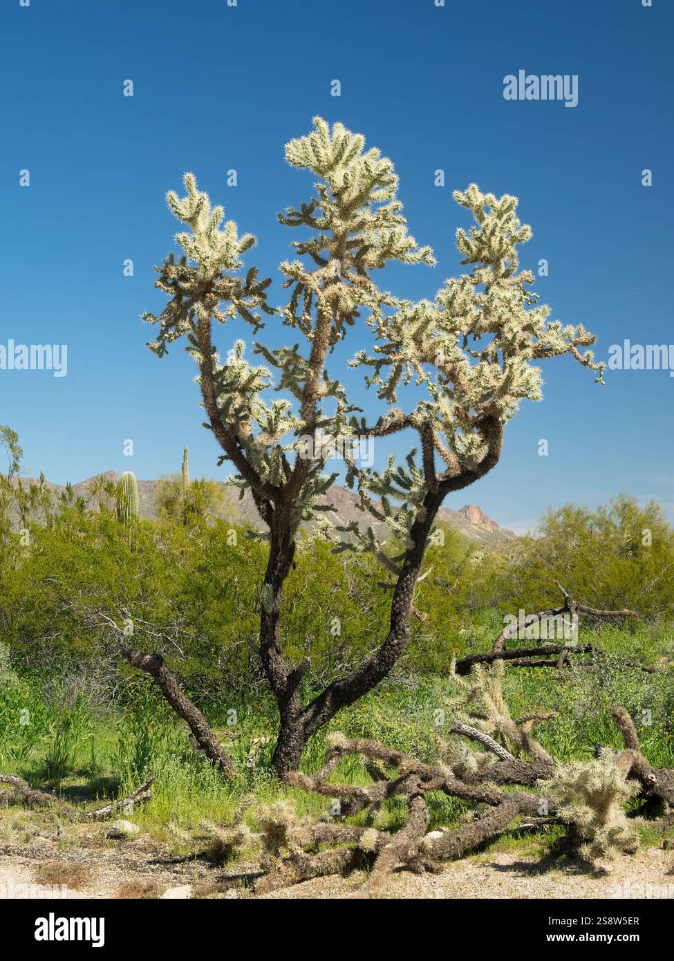 Arizona, Sonoran Desert, Tonto National Forest. Chain fruit cholla ...
