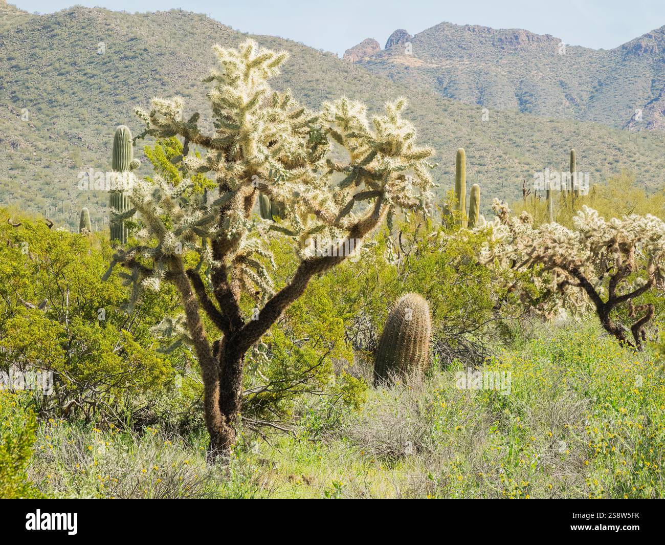 Arizona, Sonoran Desert, Tonto National Forest. Desert scene with chain ...