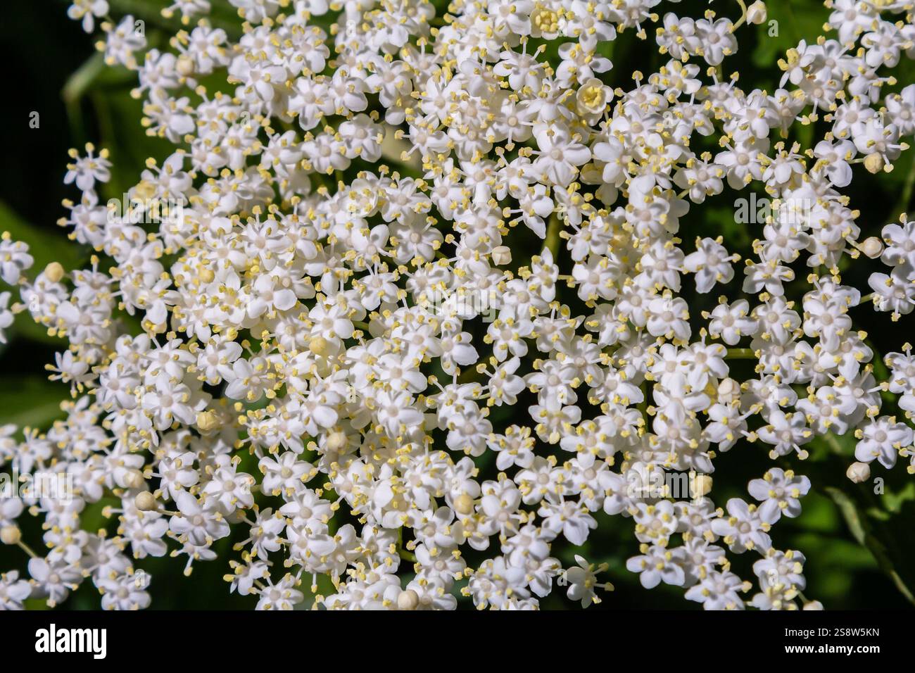Flower buds and flowers of the Black Elder in spring, Sambucus nigra ...
