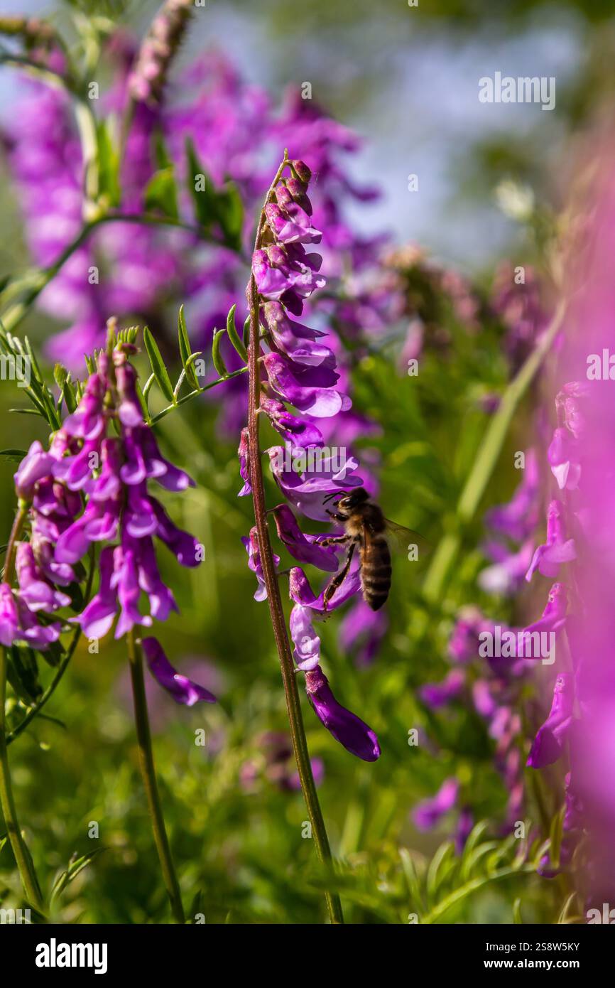 Vetch, vicia cracca valuable honey plant, fodder, and medicinal plant ...