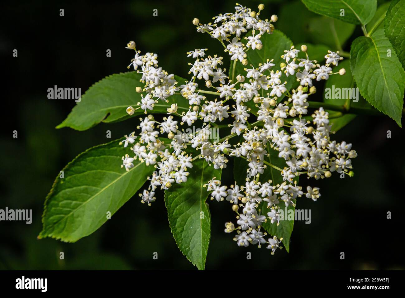 Flower buds and flowers of the Black Elder in spring, Sambucus nigra ...