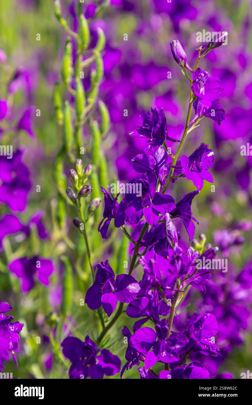 Consolida orientalis. Eastern Larkspur. Bright purple flowers on a ...