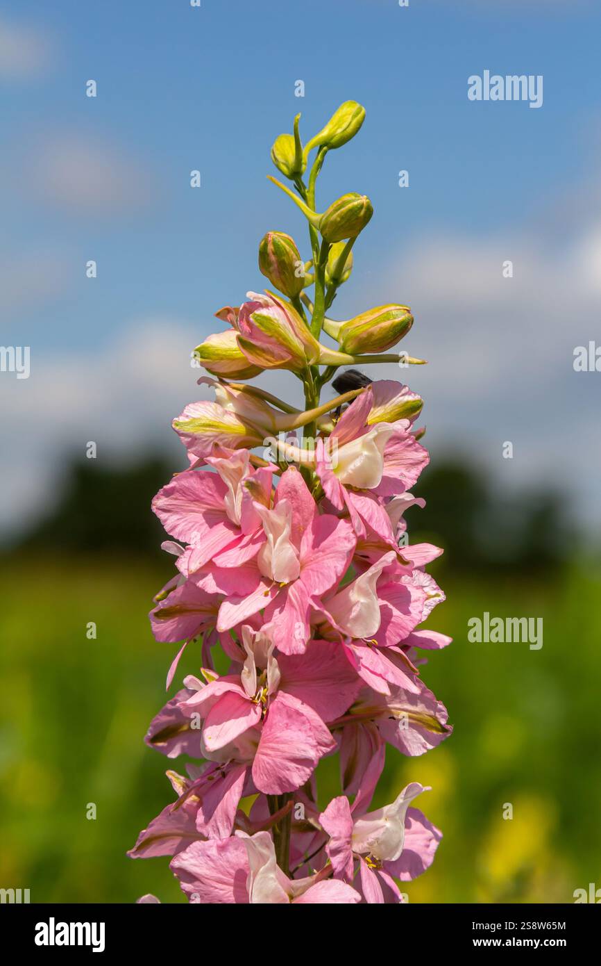 Pink and purple Delphinium Larkspur flowering plant in flower field ...