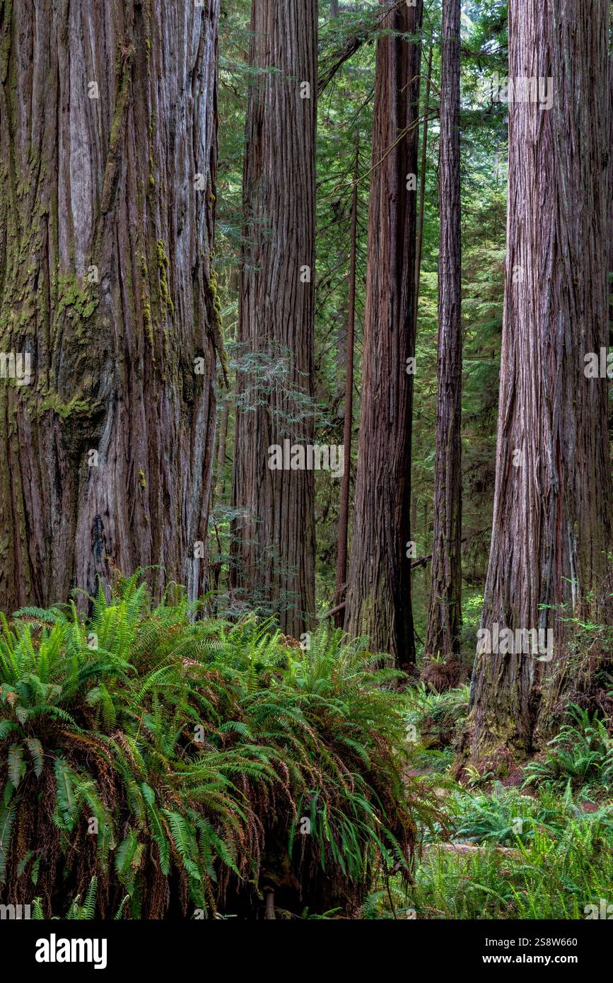 Giant redwood trees along the Boy Scout Tree Trail in Jebediah Smith ...