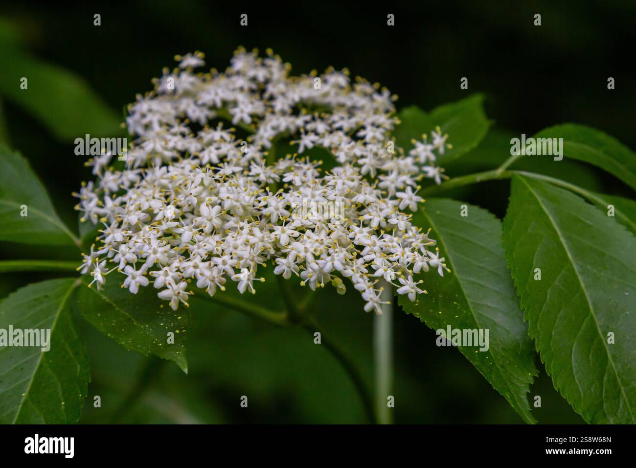 Flower buds and flowers of the Black Elder in spring, Sambucus nigra ...