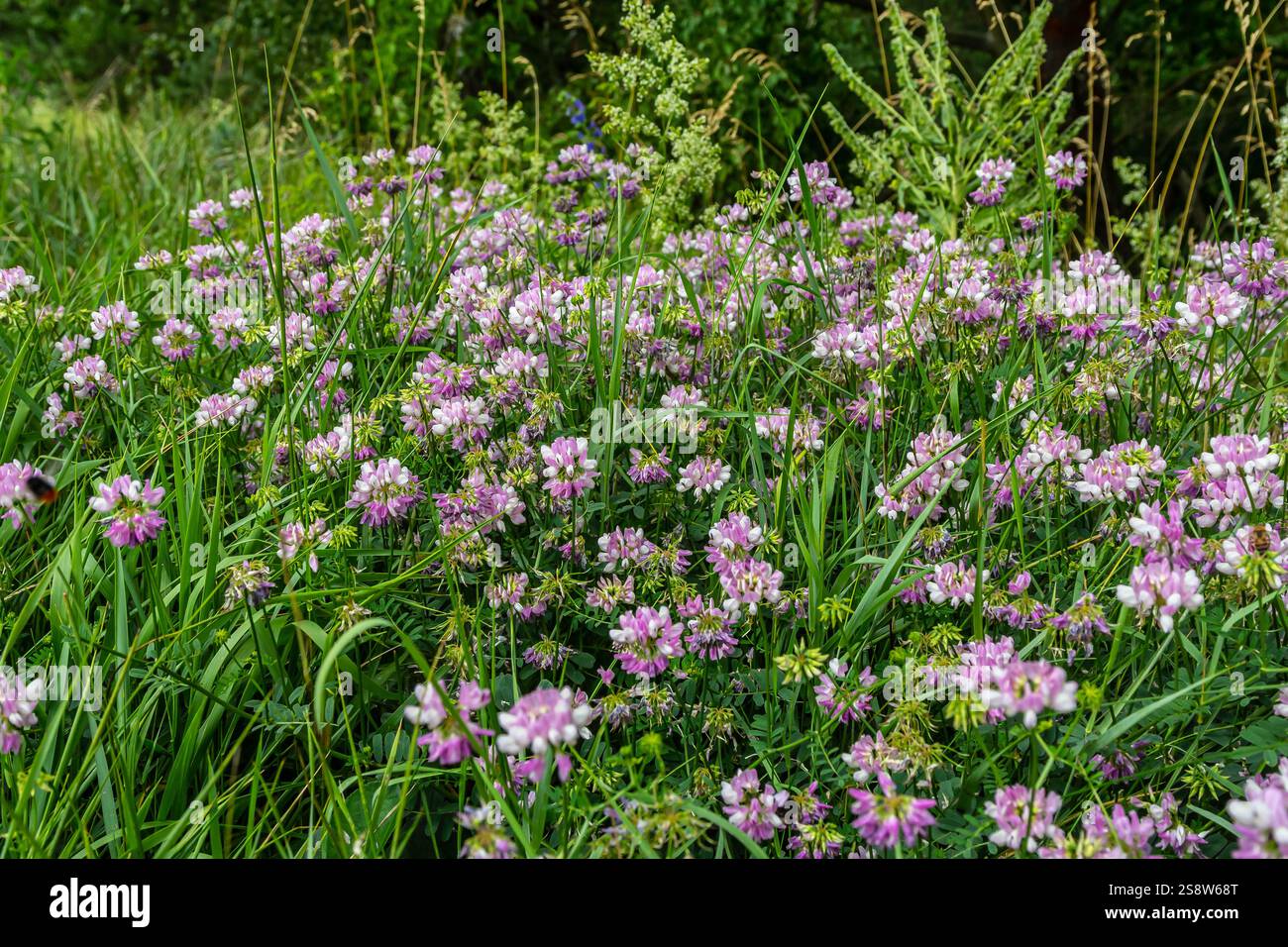 the flowers of Securigera varia - crownvetch, purple crown vetch Stock ...