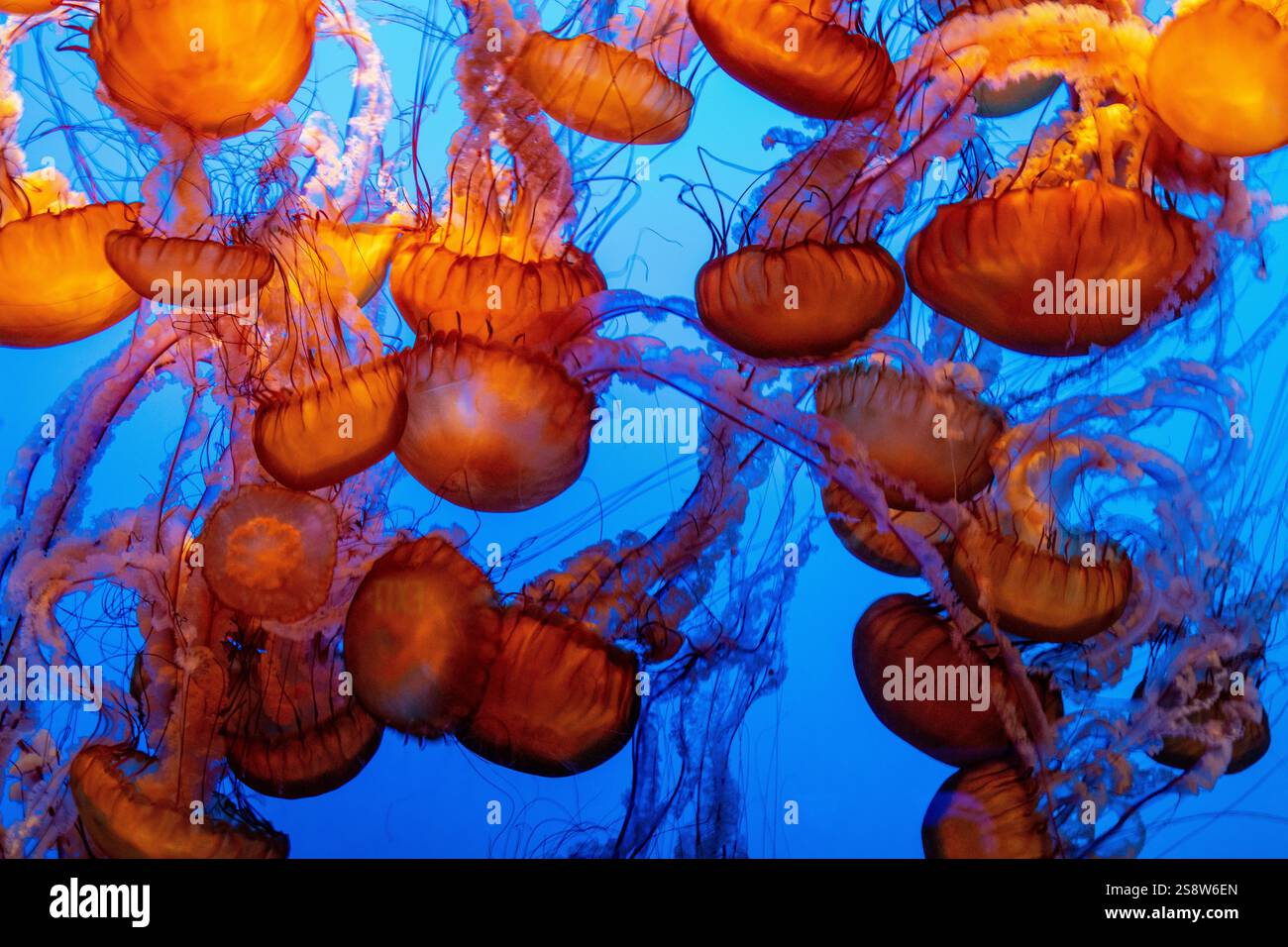 USA, California, Monterey Bay. Black sea nettle, jellyfish with blue ...