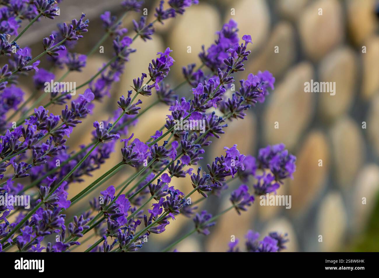 Lavandula angustifolia bunch of flowers in bloom, purple scented flowering bouquet of smelling ...