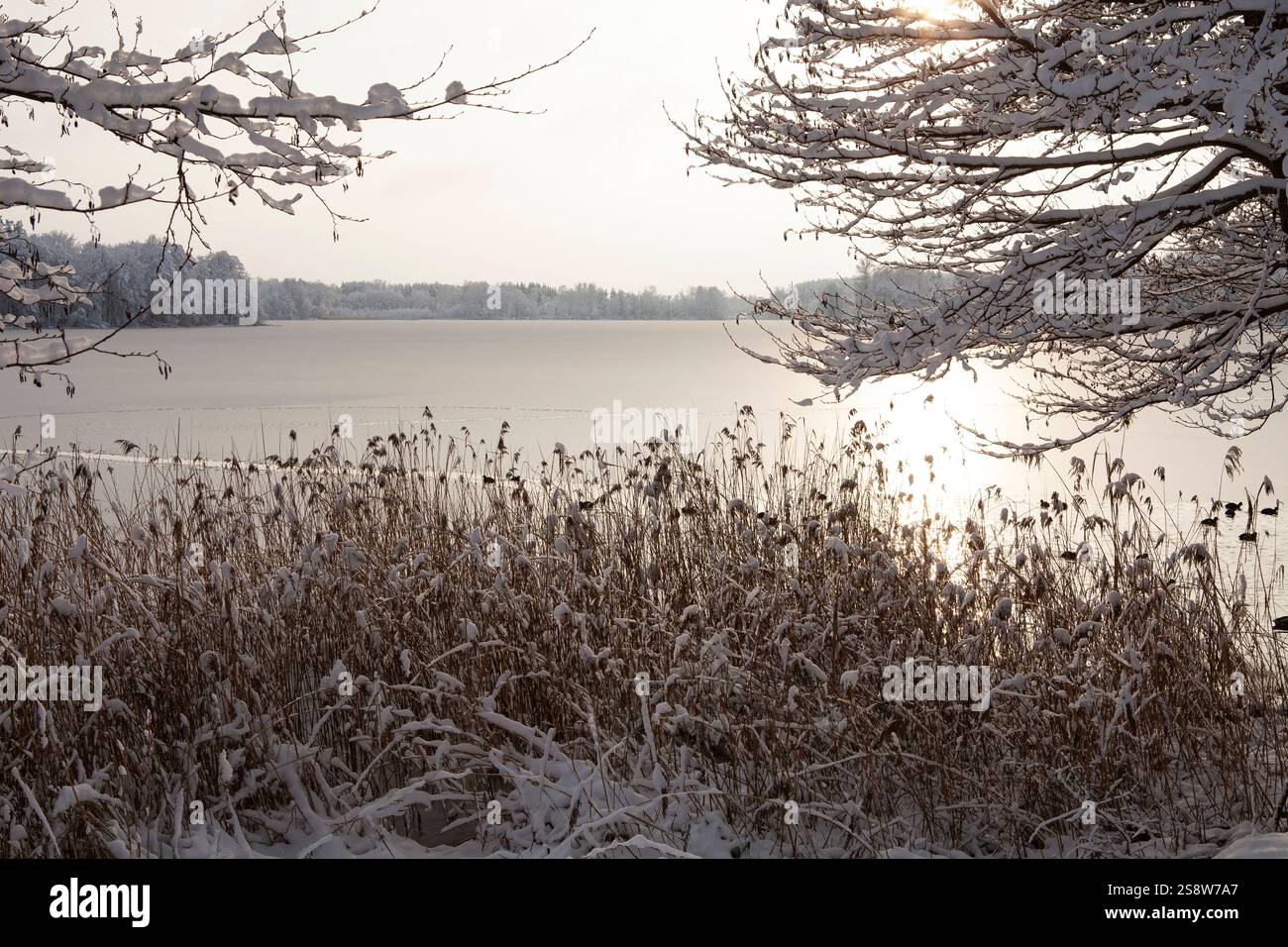 The beauty of a winter's day is on display in this image of Bernardine ...