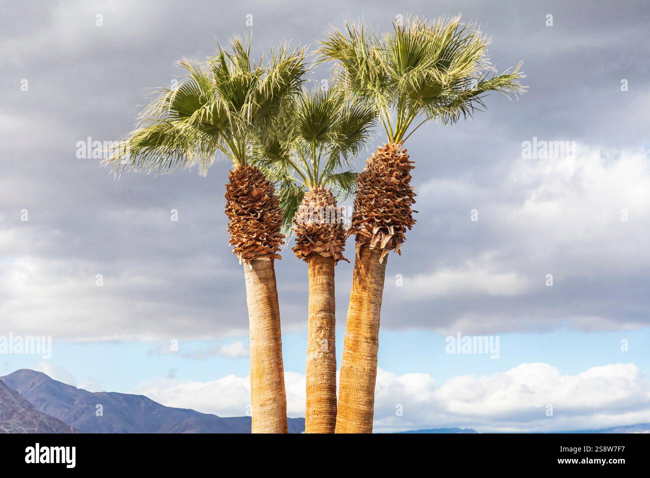 Borrego Springs, California, USA. Palm trees in the California desert ...