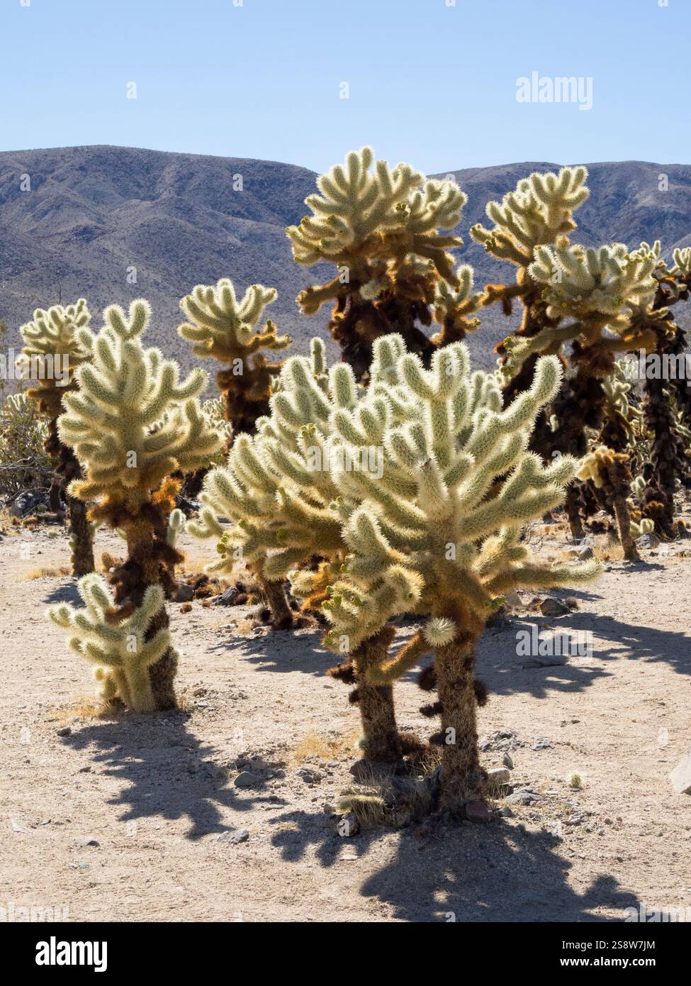 California, Joshua Tree National Park. Cholla Cactus Garden, close-up ...