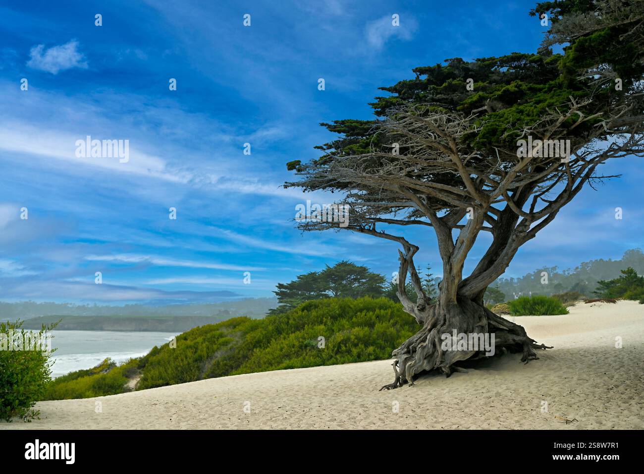Monterey Cypress tree growing on Carmel beach in Carmel Bay on a ...