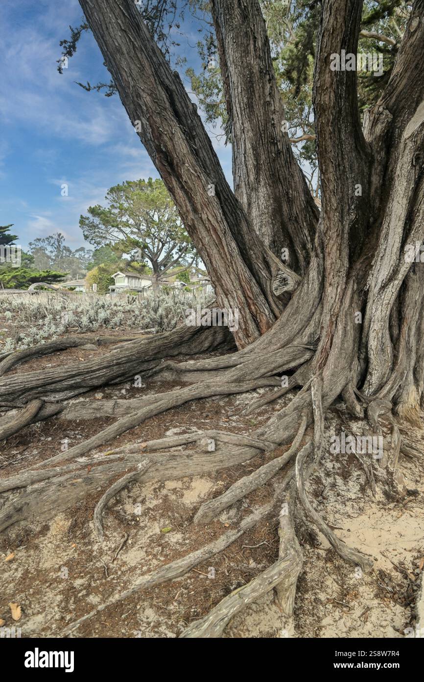 Monterey Cypress tree growing on Carmel beach in Carmel Bay on a ...
