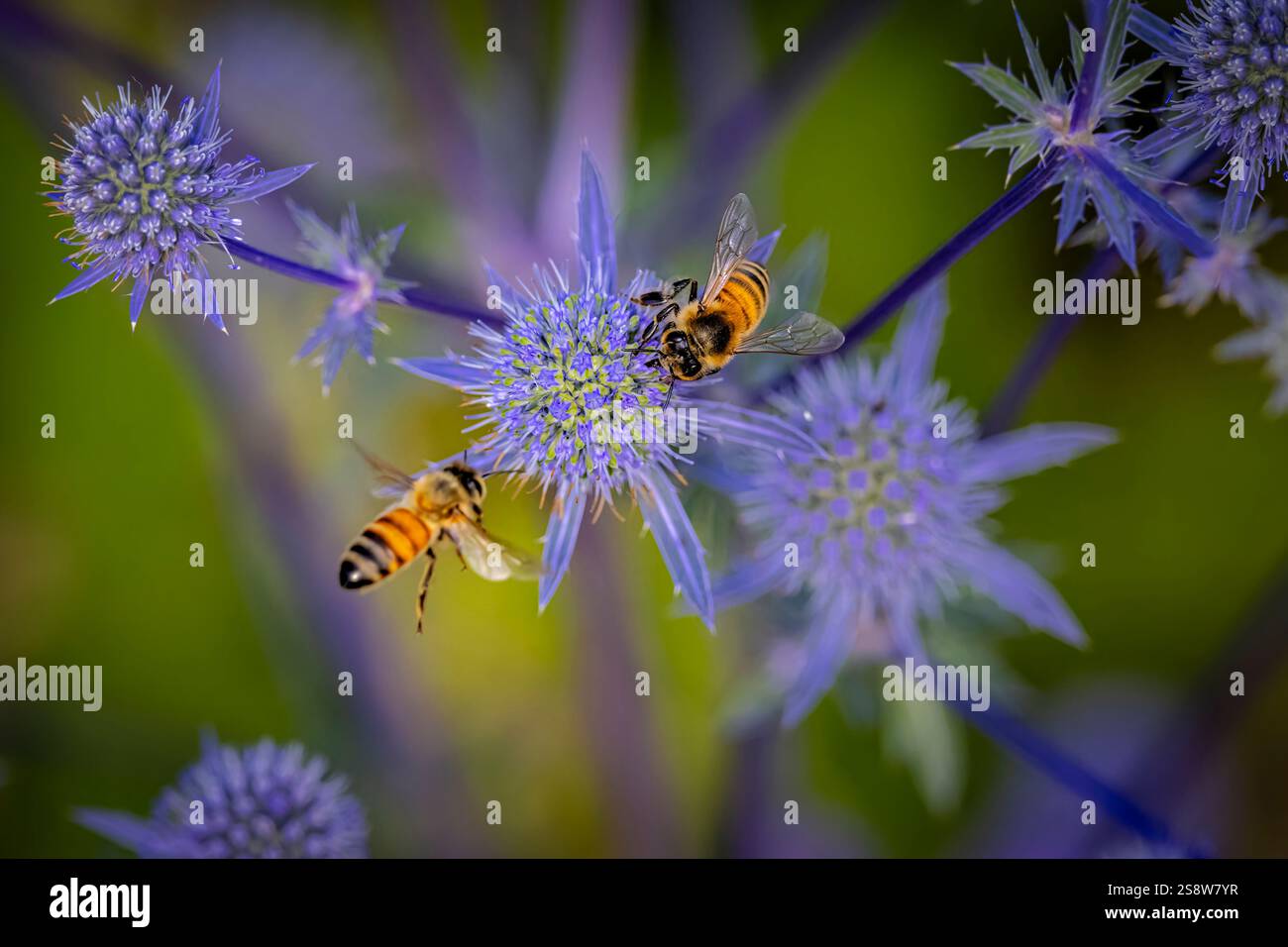 Honey bees on sea holly hi-res stock photography and images - Alamy