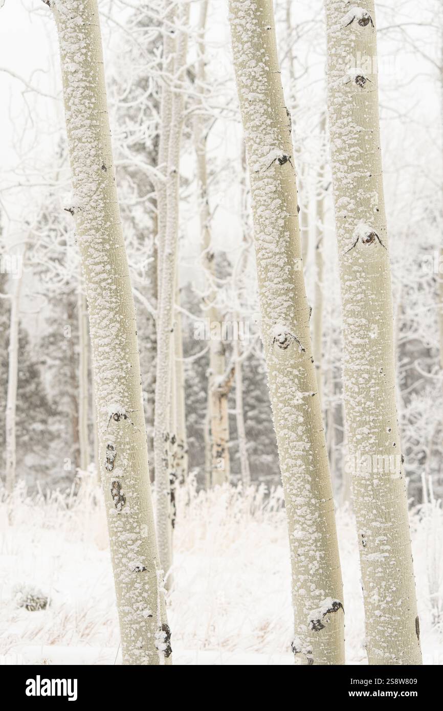 Pike national forest frost hi-res stock photography and images - Alamy