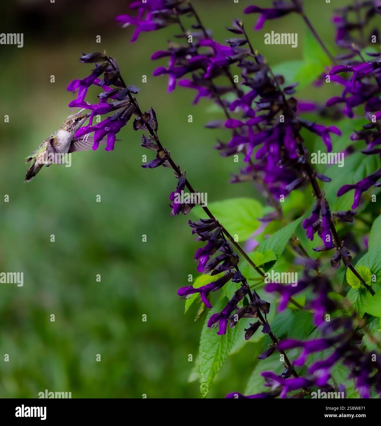 Humming bird zeroing in on Rockin Purple salvia. Grow so you may enjoy ...