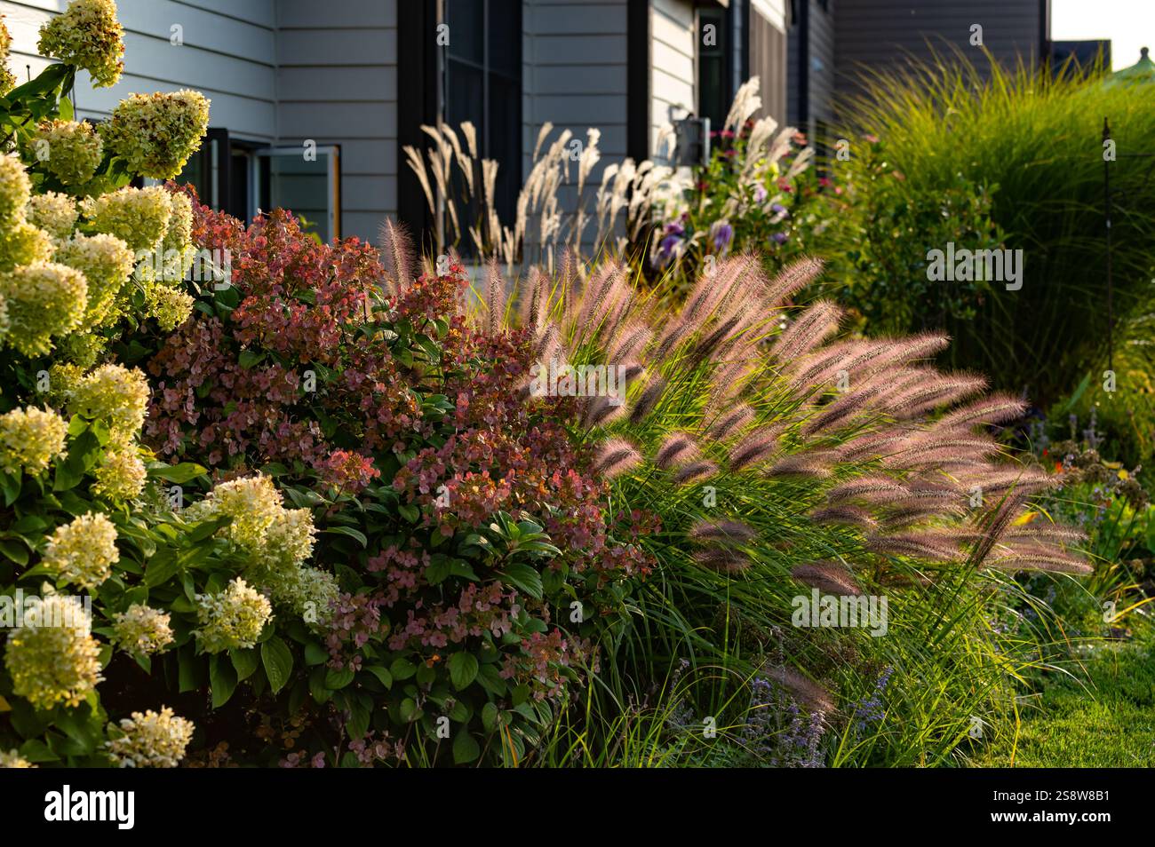 Red head ornamental grasses pennisetum alopercuroides, ornamental grass ...