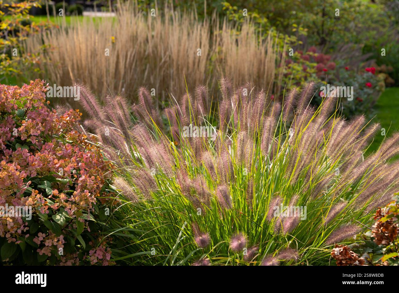 Red head ornamental grasses pennisetum alopercuroides, ornamental grass ...
