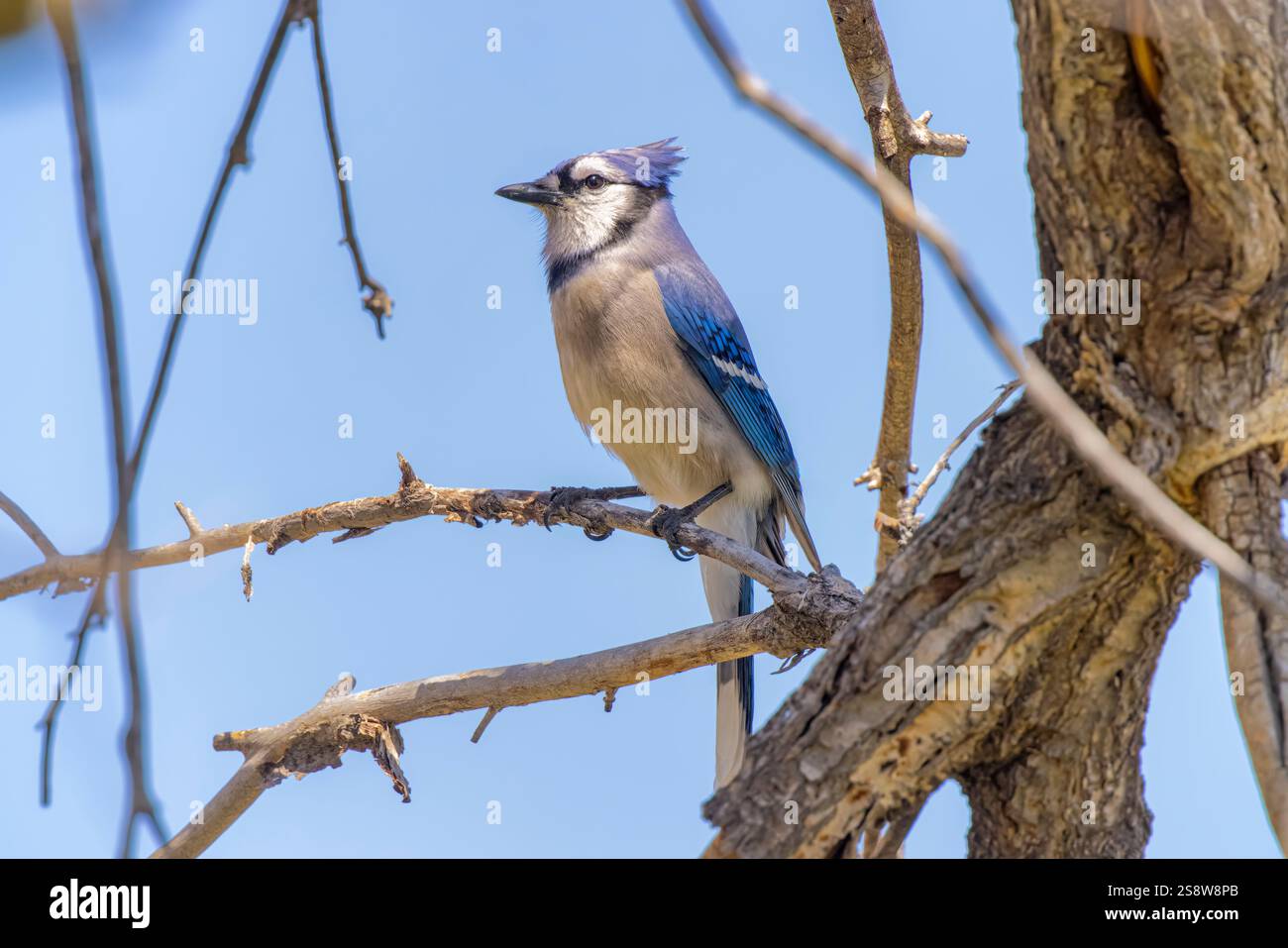 USA, Colorado, Fort Collins. Blue jay close-up Stock Photo - Alamy