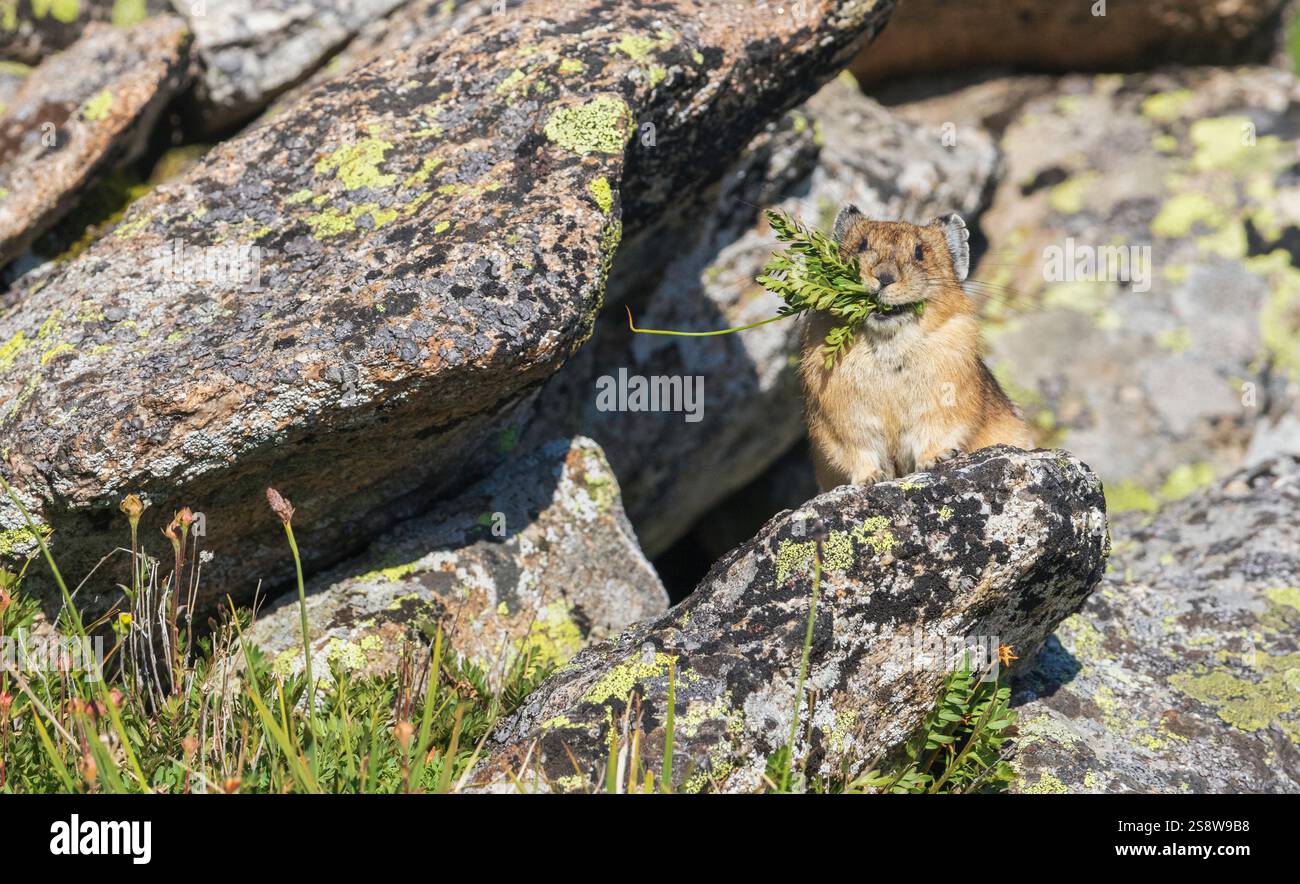 Pika, gathering food for its winter hay pile, Colorado, USA Stock Photo ...