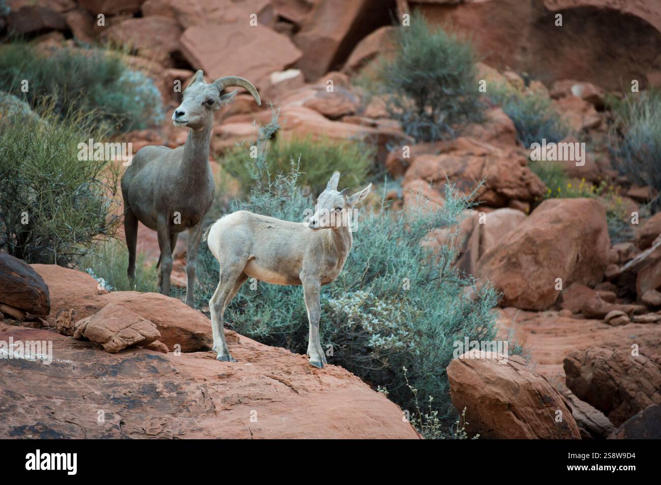 Adult desert bighorn sheep (Ovis canadensis nelsoni), Zion National ...