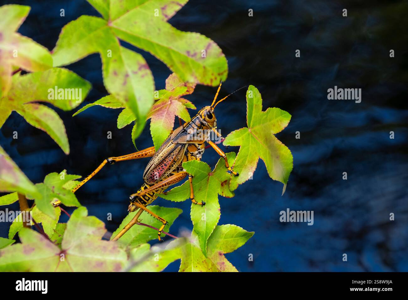 Eastern lubber grasshopper, Florida Stock Photo - Alamy