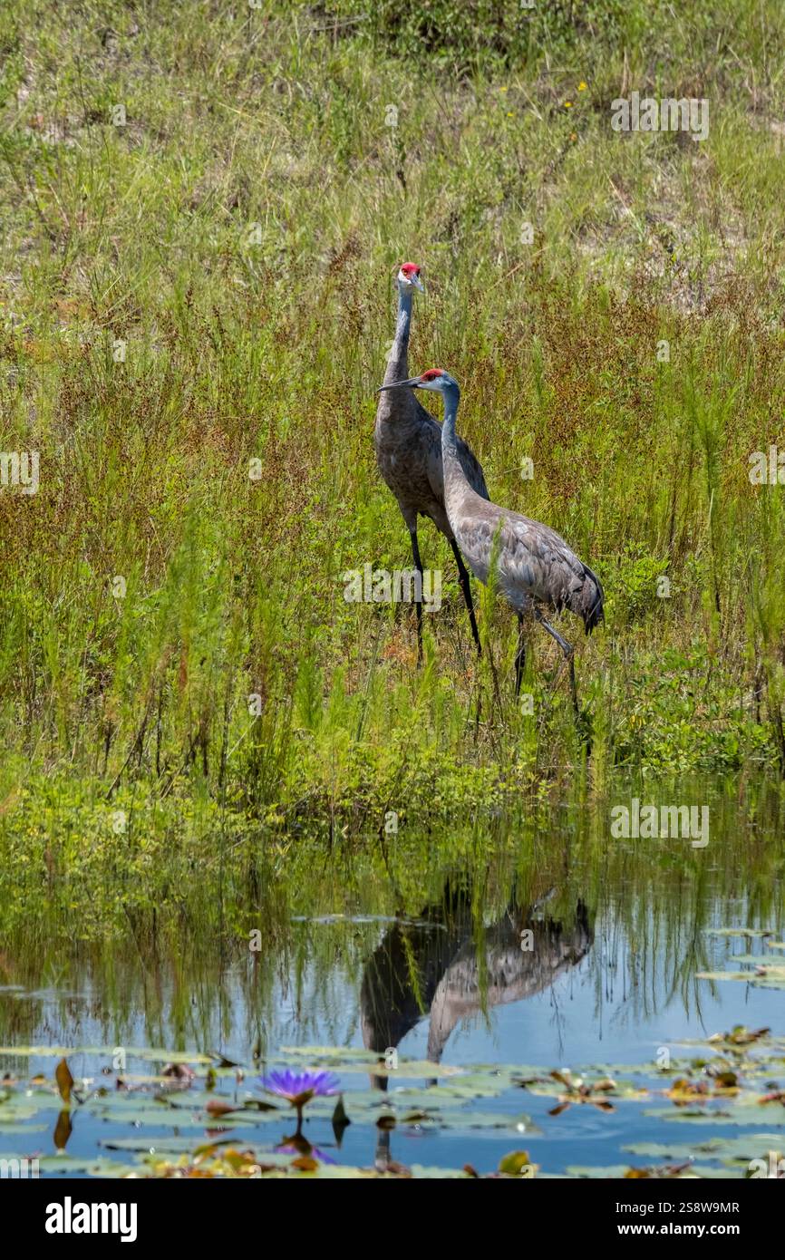 Sandhill cranes wading in a pond, Florida Stock Photo - Alamy