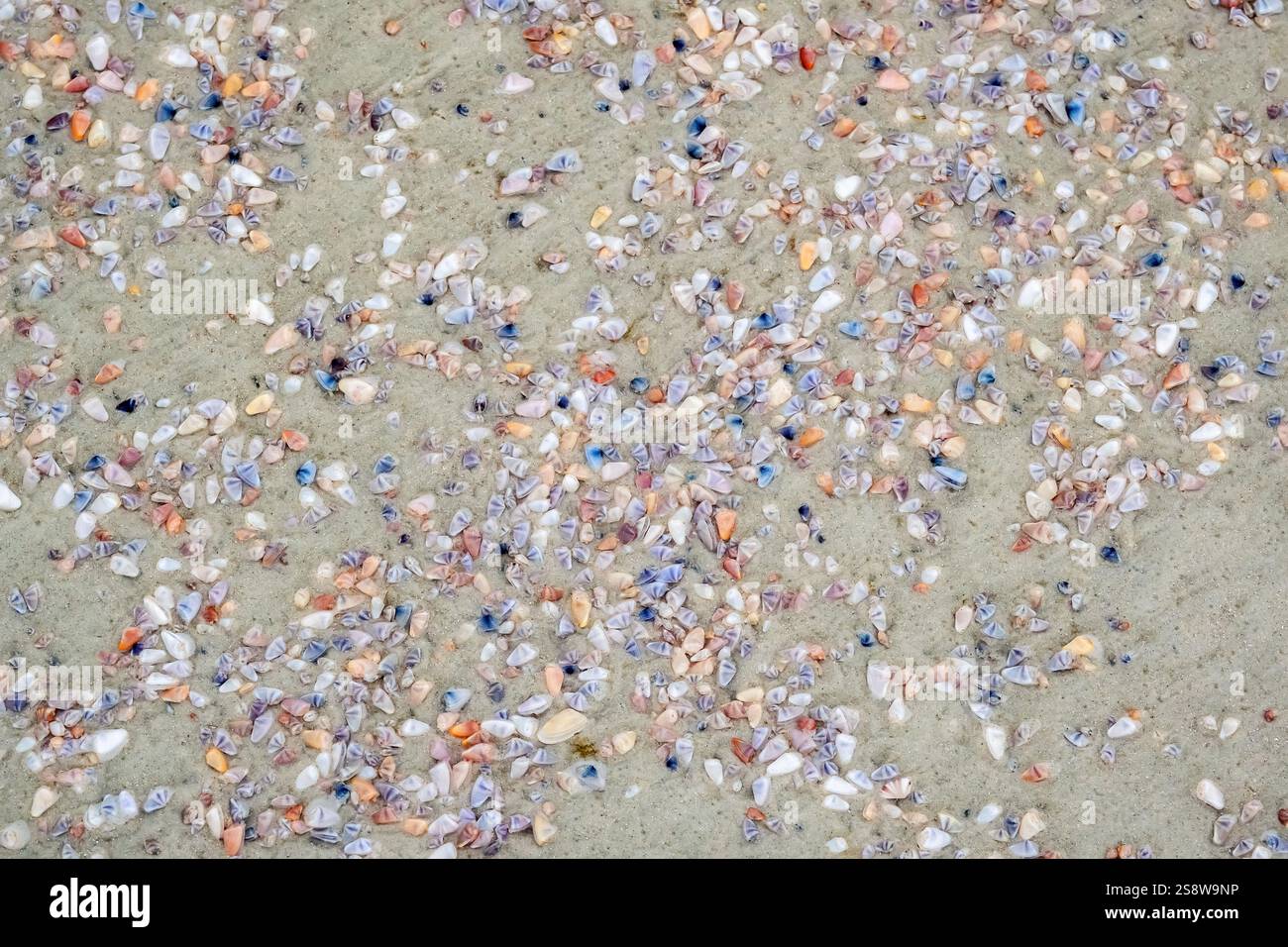 Coquina, small shells on the beach Stock Photo - Alamy