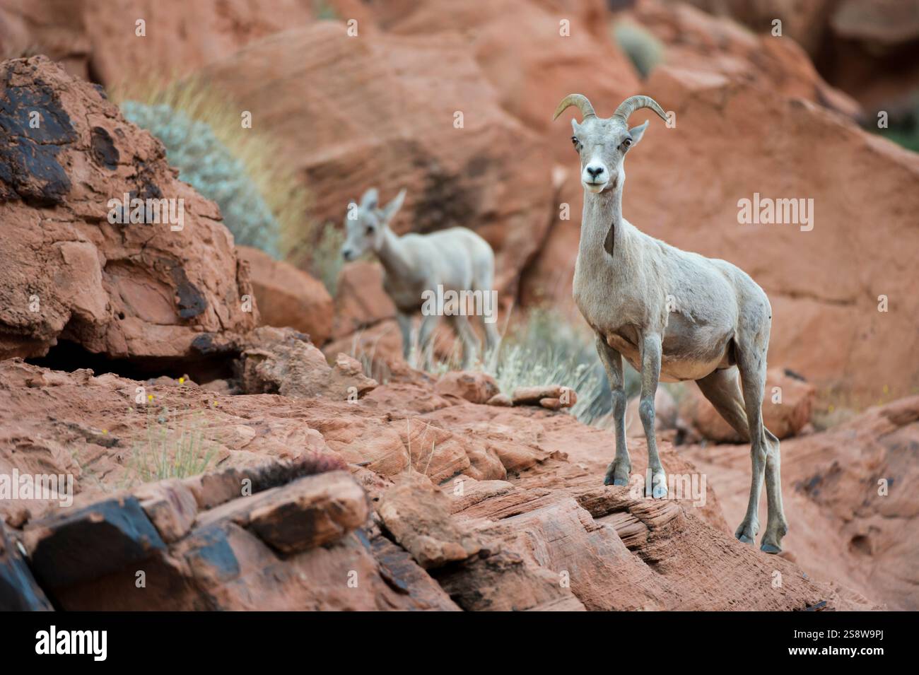 Adult desert bighorn sheep (Ovis canadensis nelsoni), Zion National ...