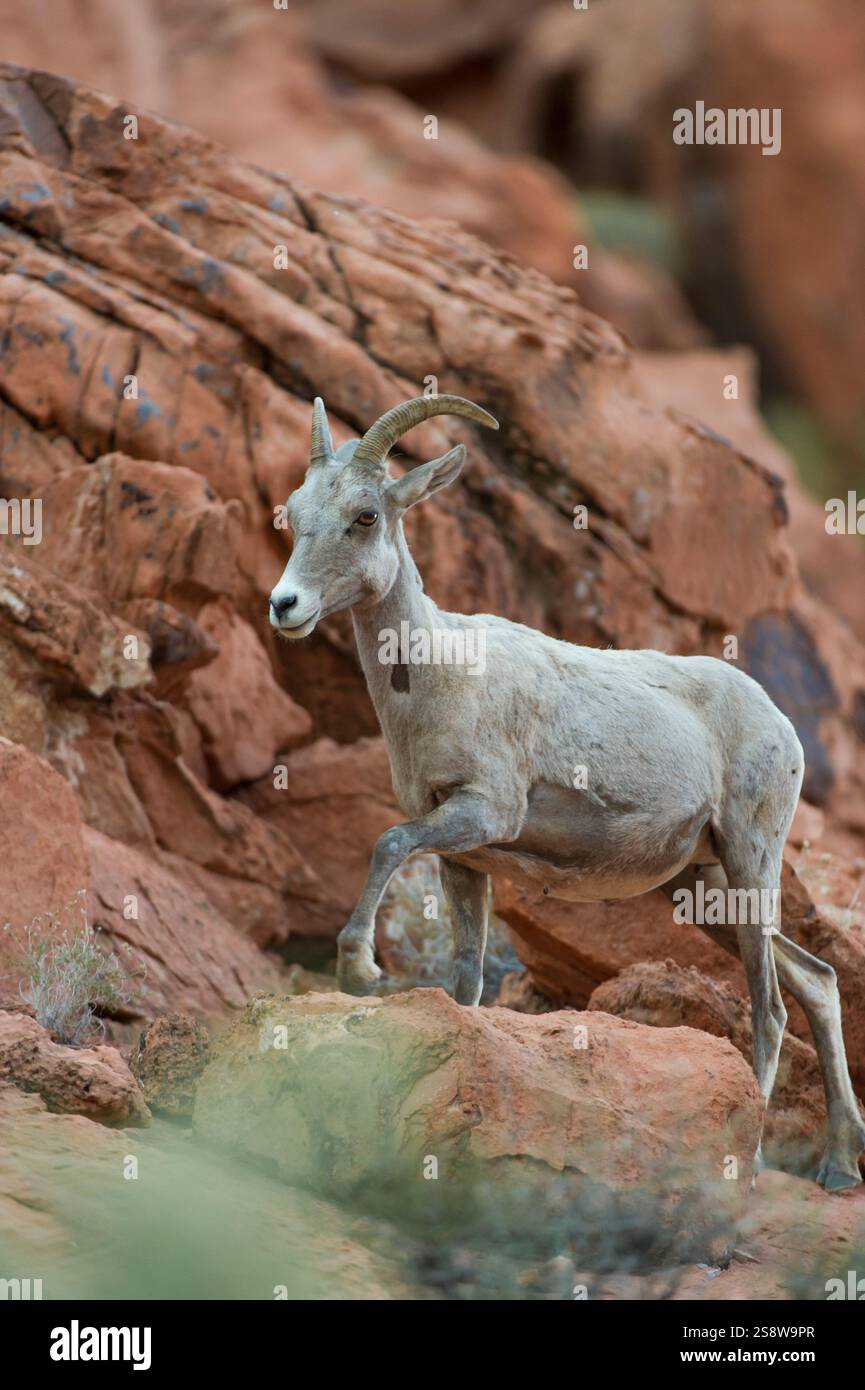 Adult desert bighorn sheep (Ovis canadensis nelsoni), Zion National ...