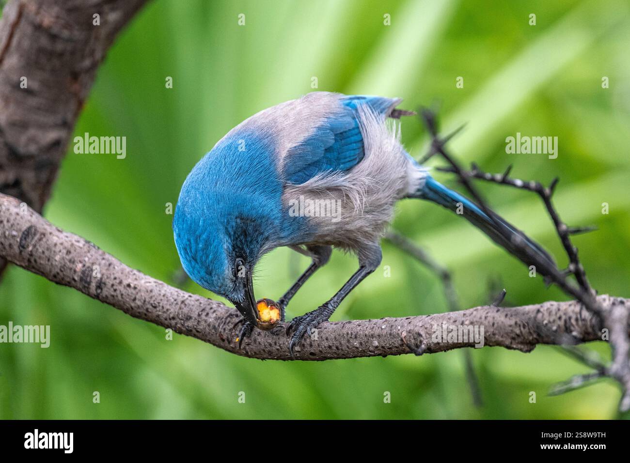 Florida scrub jay, Florida Stock Photo - Alamy